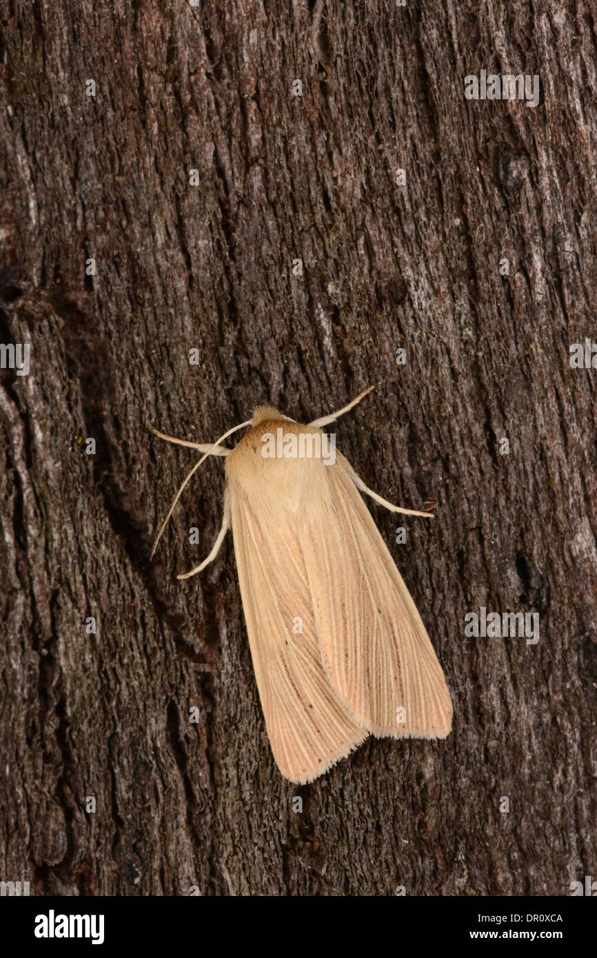 Southern Wainscot ( Mythimna straminea) adult at rest on bark ...