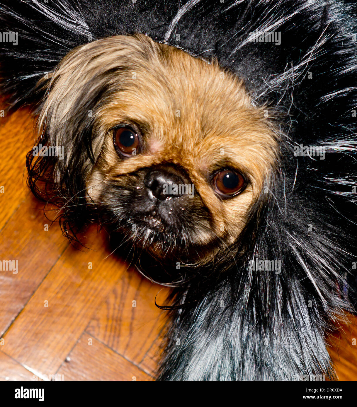 Chinese wooden collar hi-res stock photography and images - Alamy