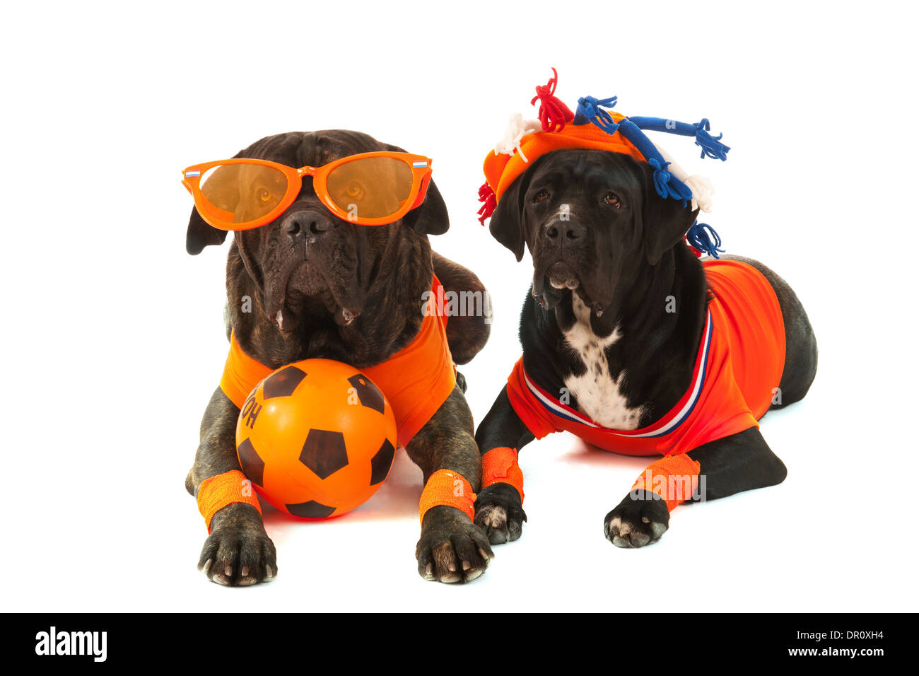 Dogs with Dutch colors and orange sweaters as sports fan isolated over ...