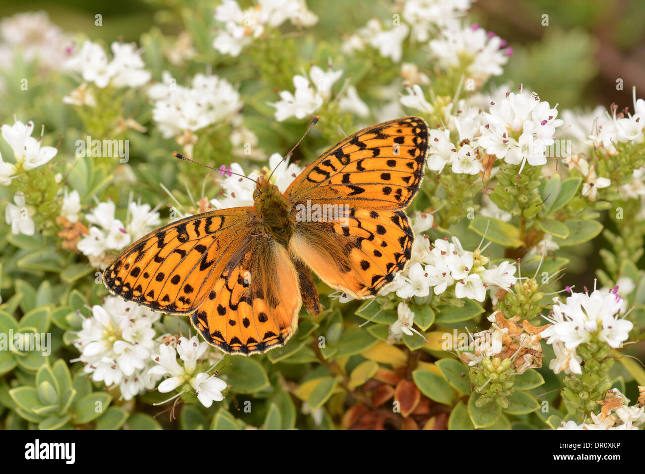 Dark Green Fritillary Butterfly (Argynnis aglaja) adult with wings ...