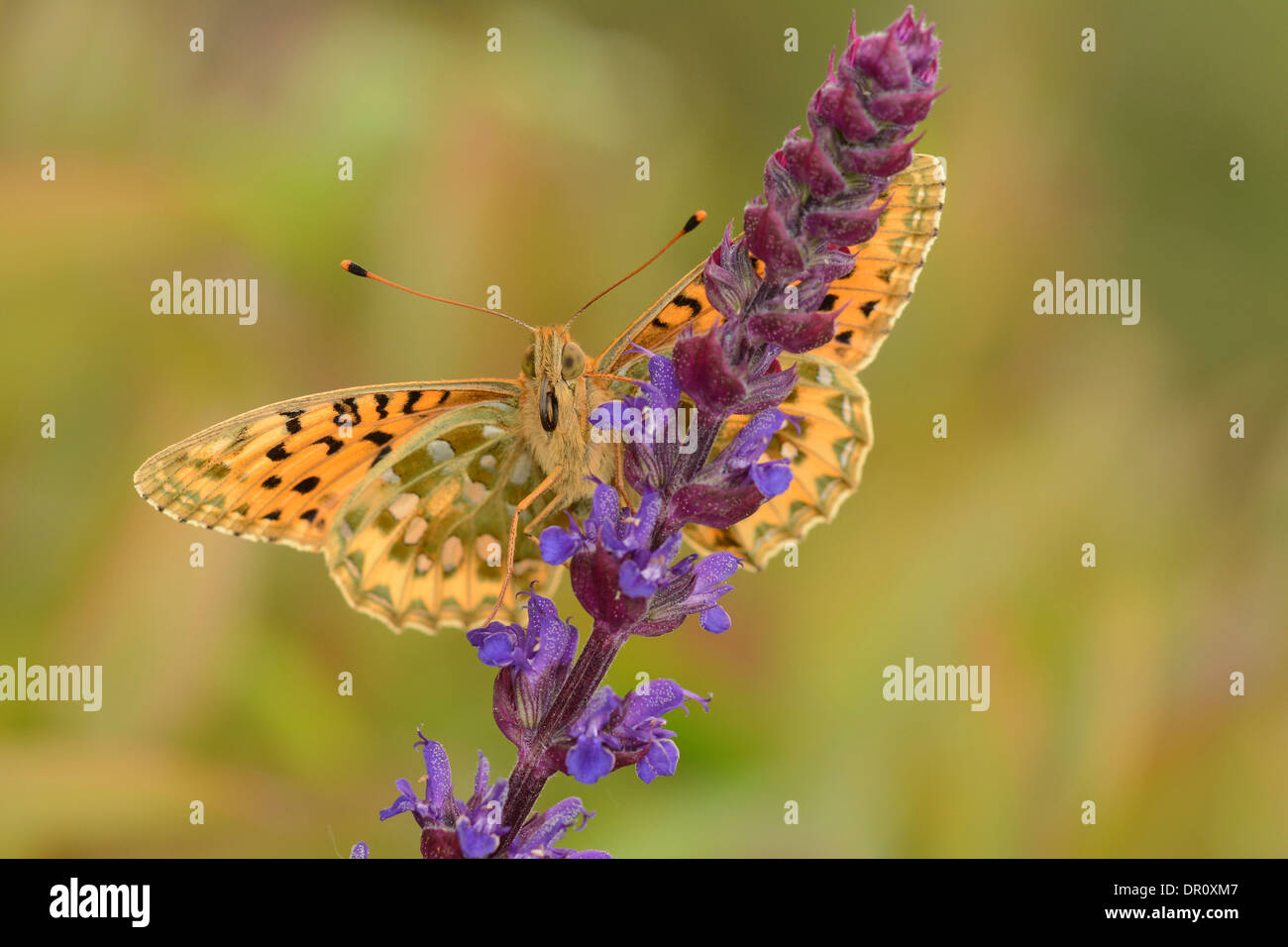 Dark Green Fritillary Butterfly (Argynnis aglaja) adult with wings ...
