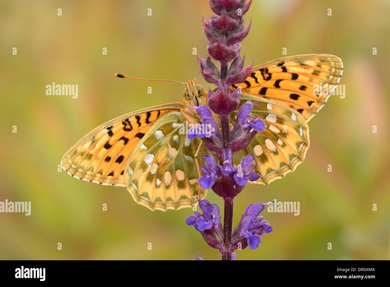 Dark Green Fritillary Butterfly (Argynnis aglaja) adult with wings ...