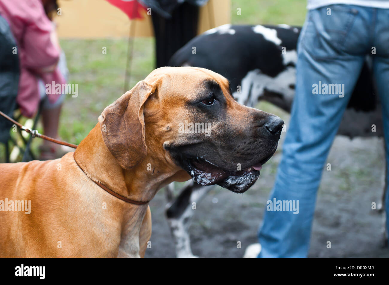 Great Dane also known as German Mastiff is a breed of domestic dog ...