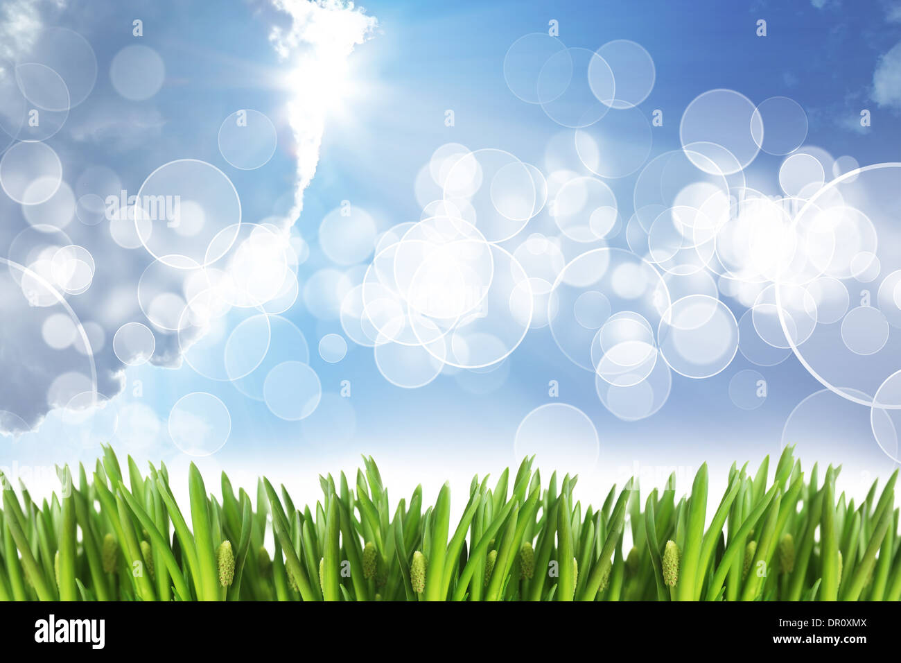 Grass edge isolated hi-res stock photography and images - Alamy