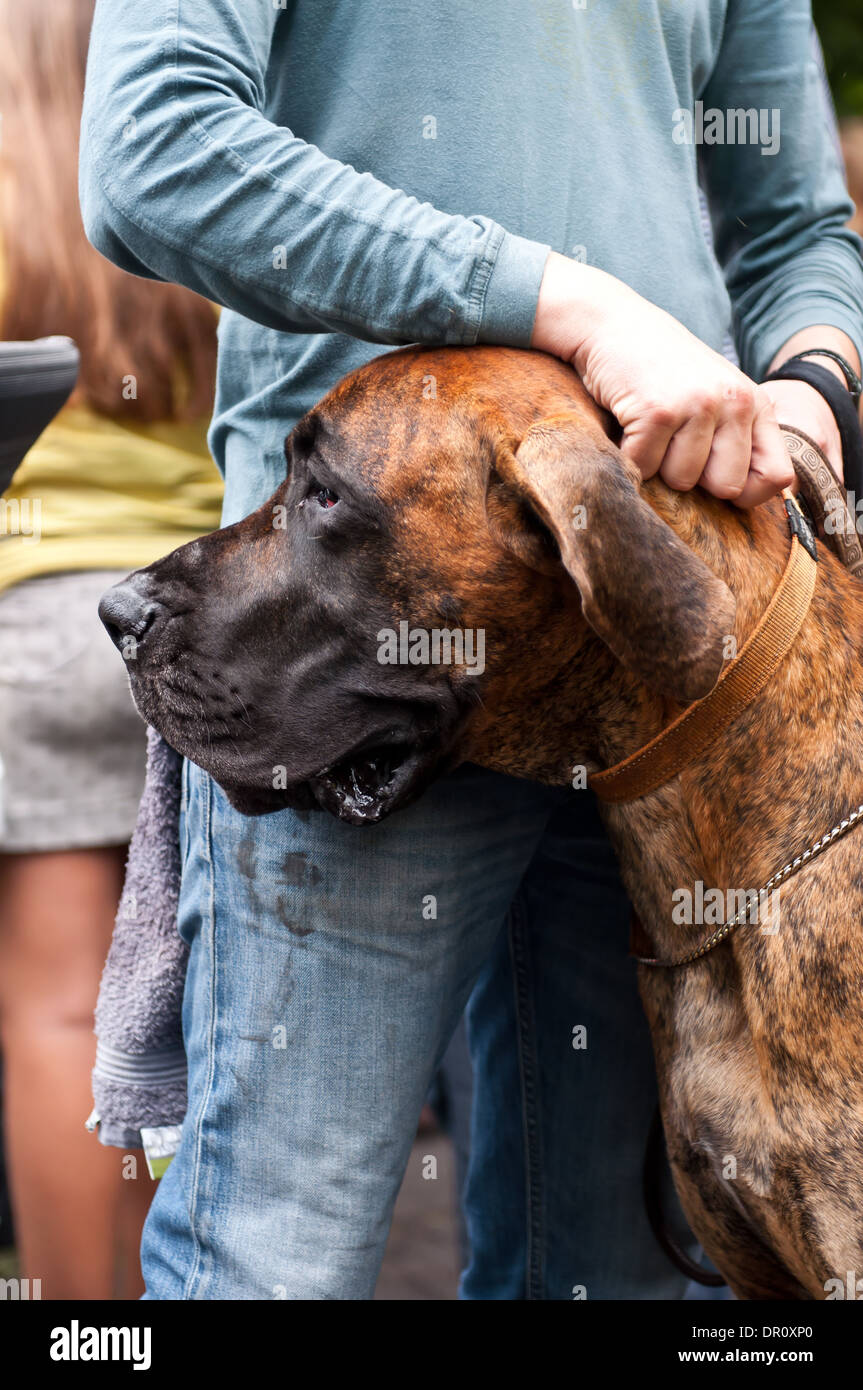 Danish mastiff hi-res stock photography and images - Alamy