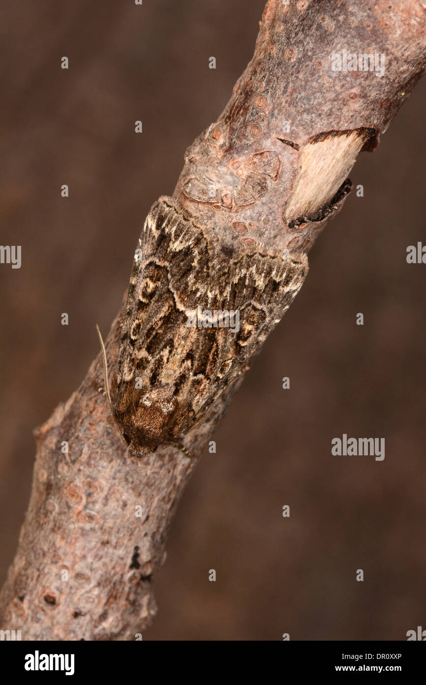 Typica moth hi-res stock photography and images - Alamy