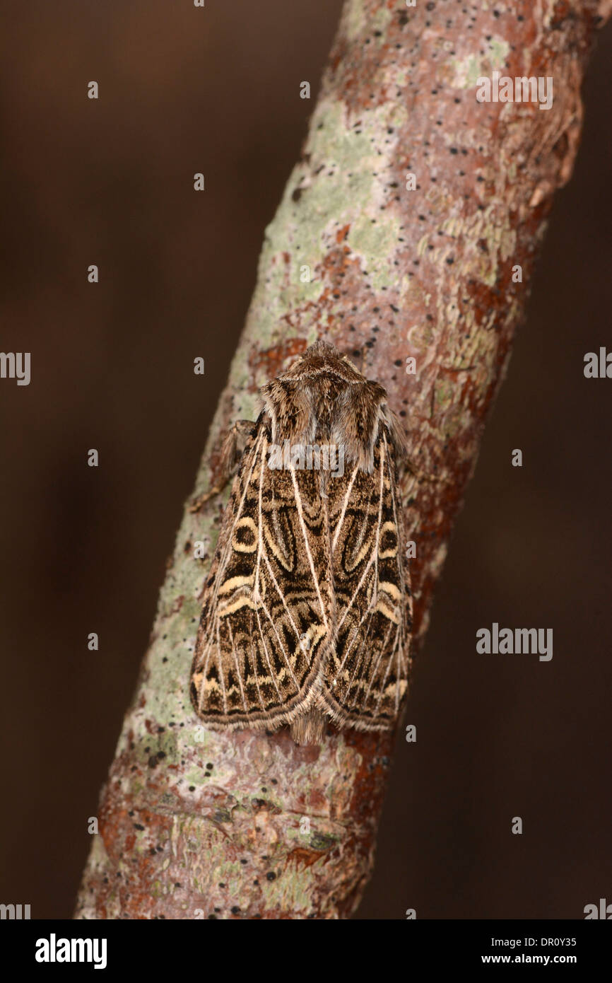 Typica moth hi-res stock photography and images - Alamy