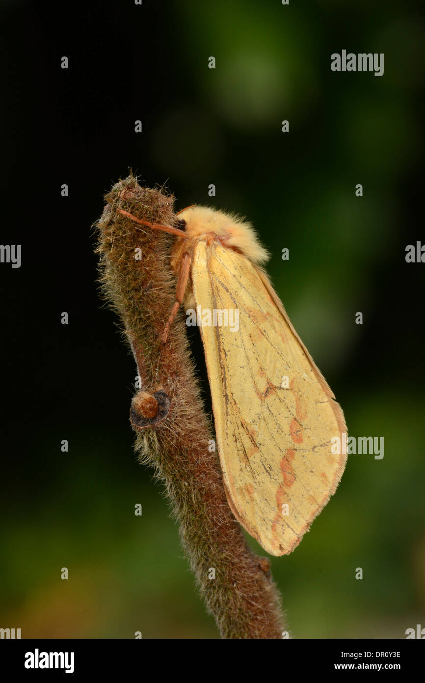 Ghost Swift Moth (Hepialus humuli) female at rest on twig, Oxfordshire ...