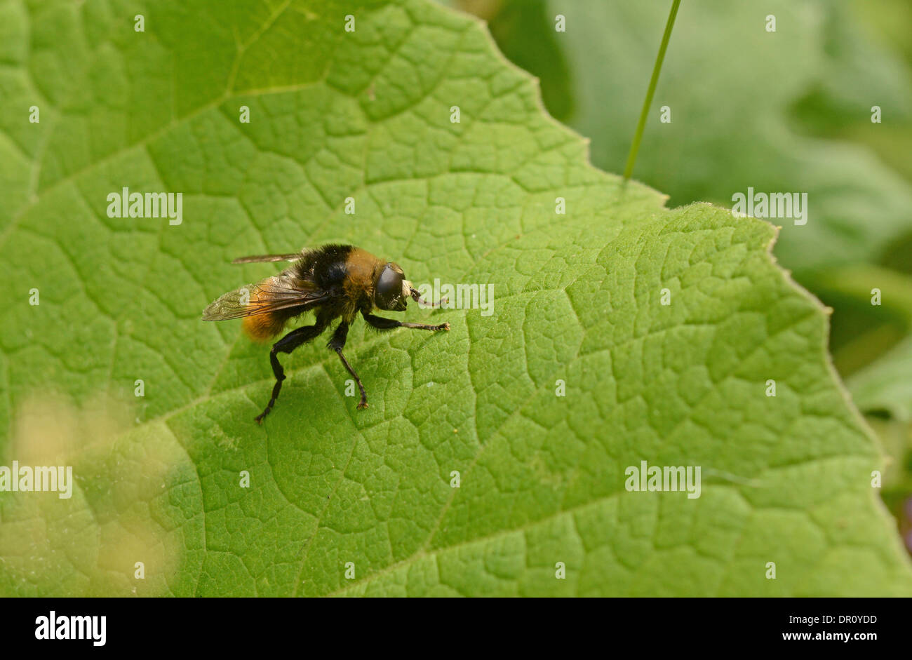 Bee mimic hoverfly hi-res stock photography and images - Alamy