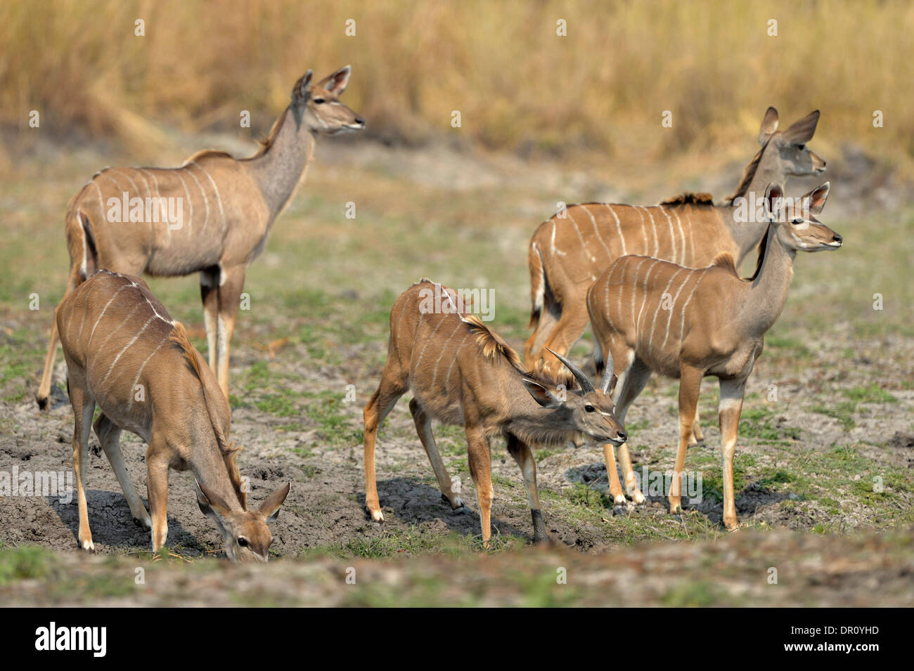 Greater kudu antelope hi-res stock photography and images - Alamy