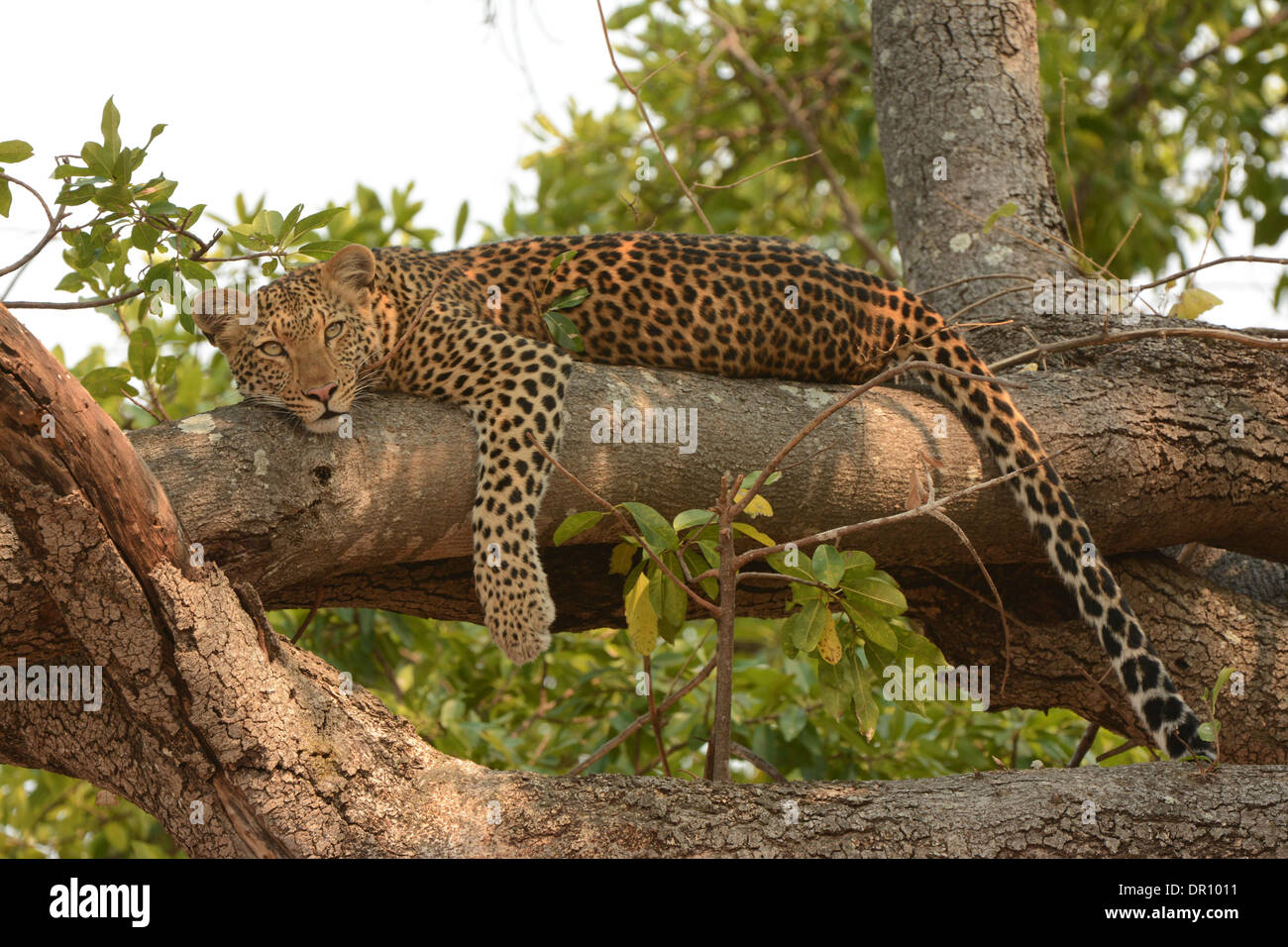 Leopard in tree hi-res stock photography and images - Alamy
