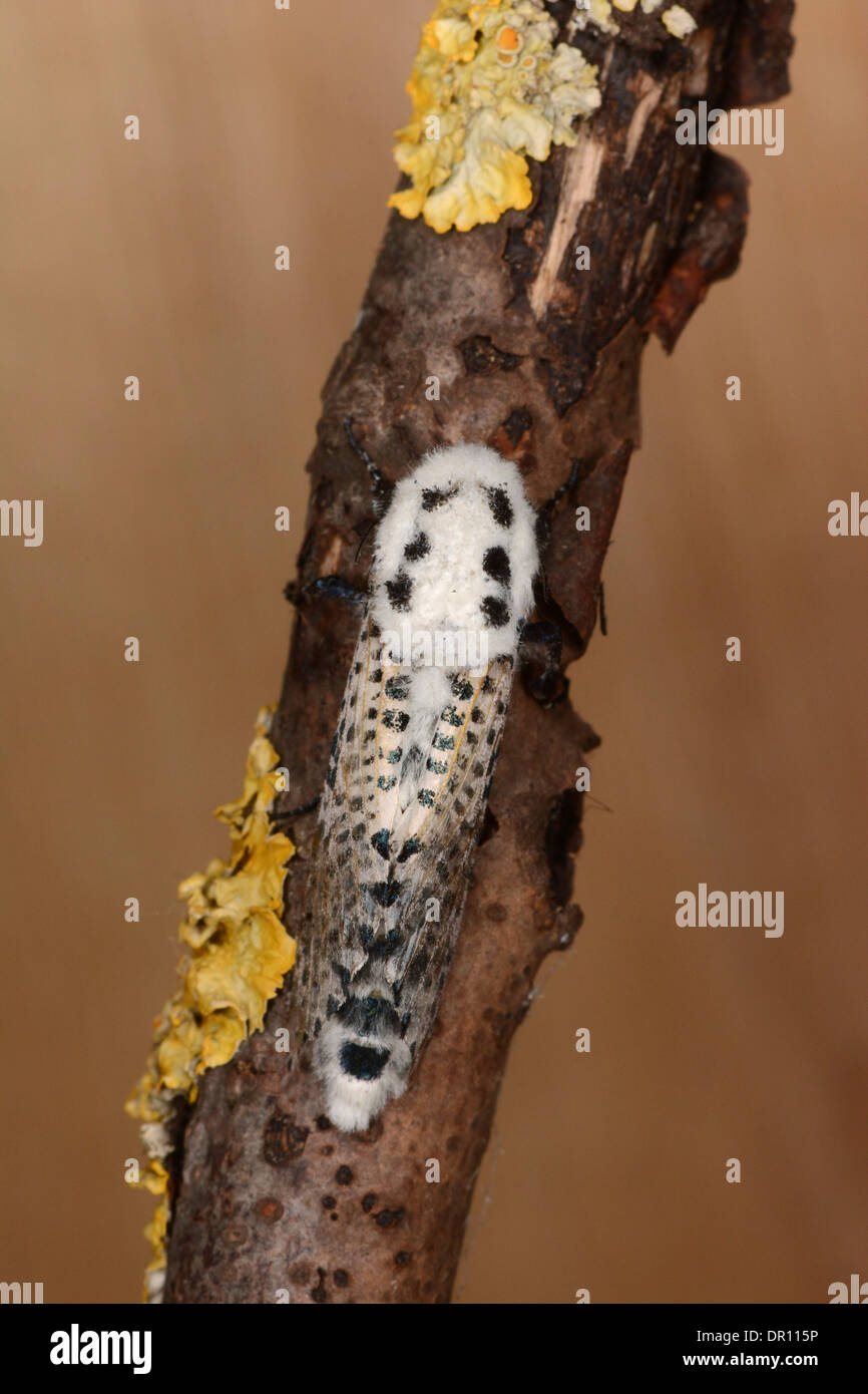 Leopard moth hi-res stock photography and images - Alamy