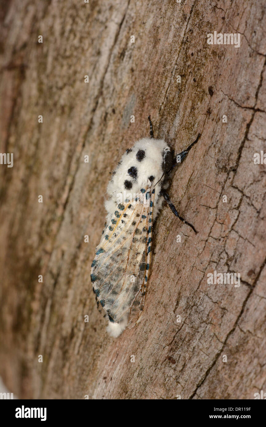 Leopard moth hi-res stock photography and images - Alamy