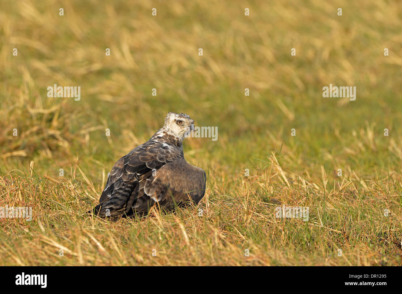 Mantling hi-res stock photography and images - Alamy