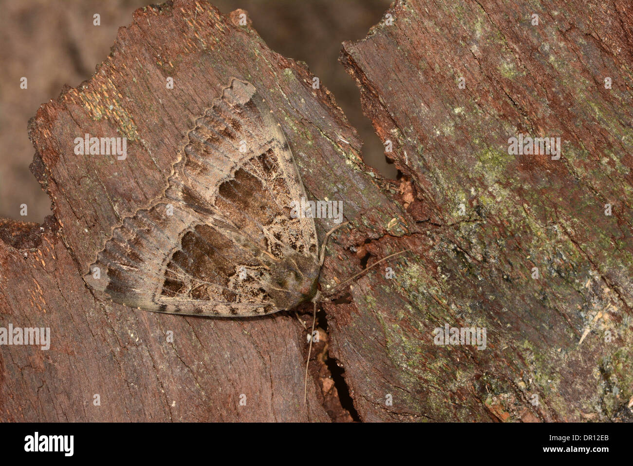 Old Lady Moth (Mormo maura) adult at rest on bark, Oxfordshire, England ...