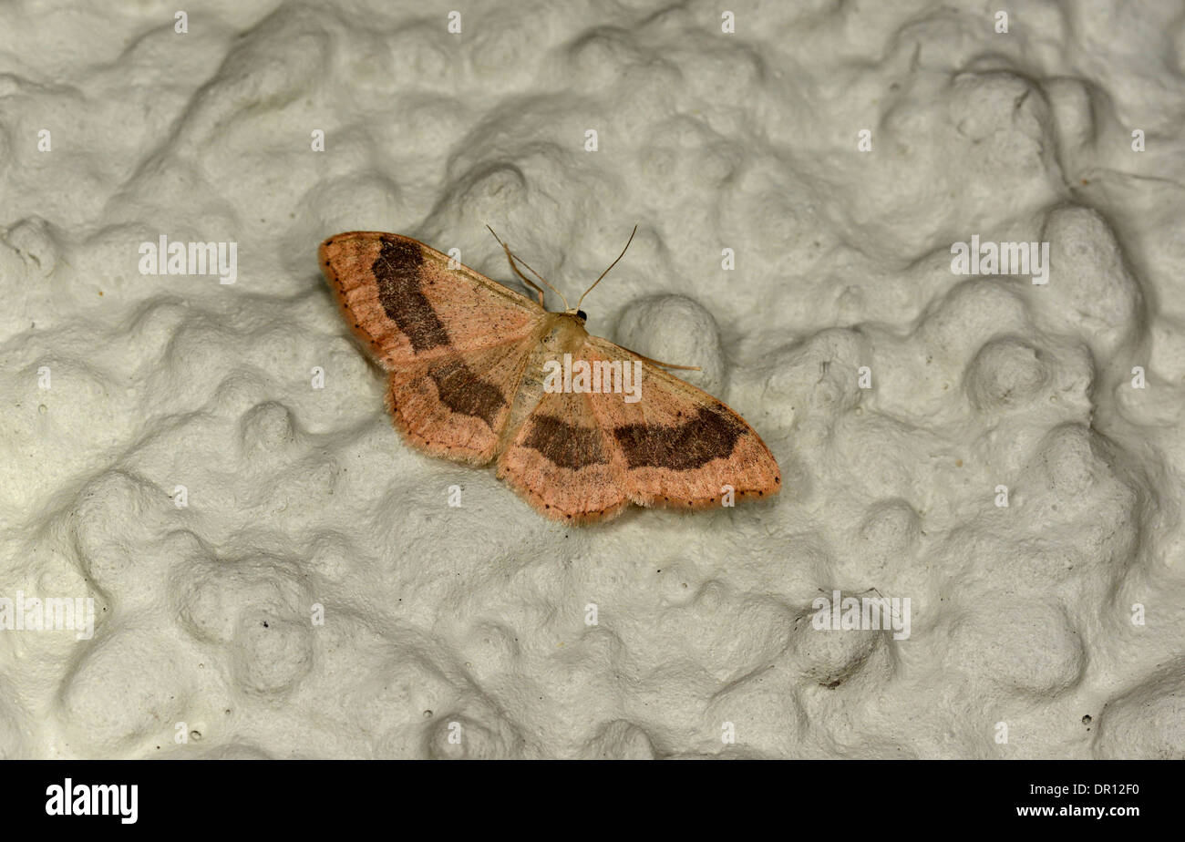 Riband Wave Moth (Idaea aversata) brown form, at rest on wall ...