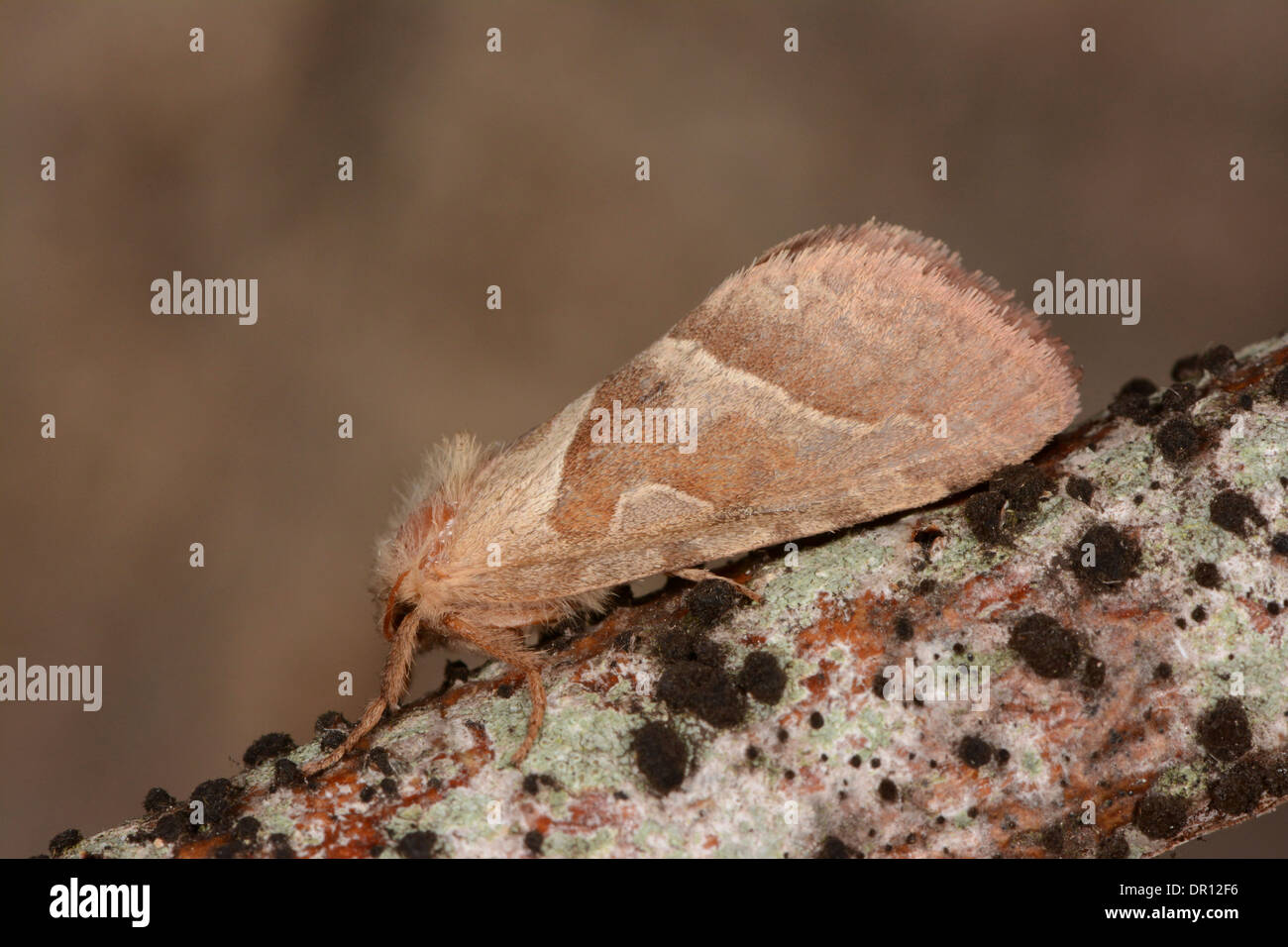 Orange Swift Moth (Hepialus sylvina) female at rest on twig ...