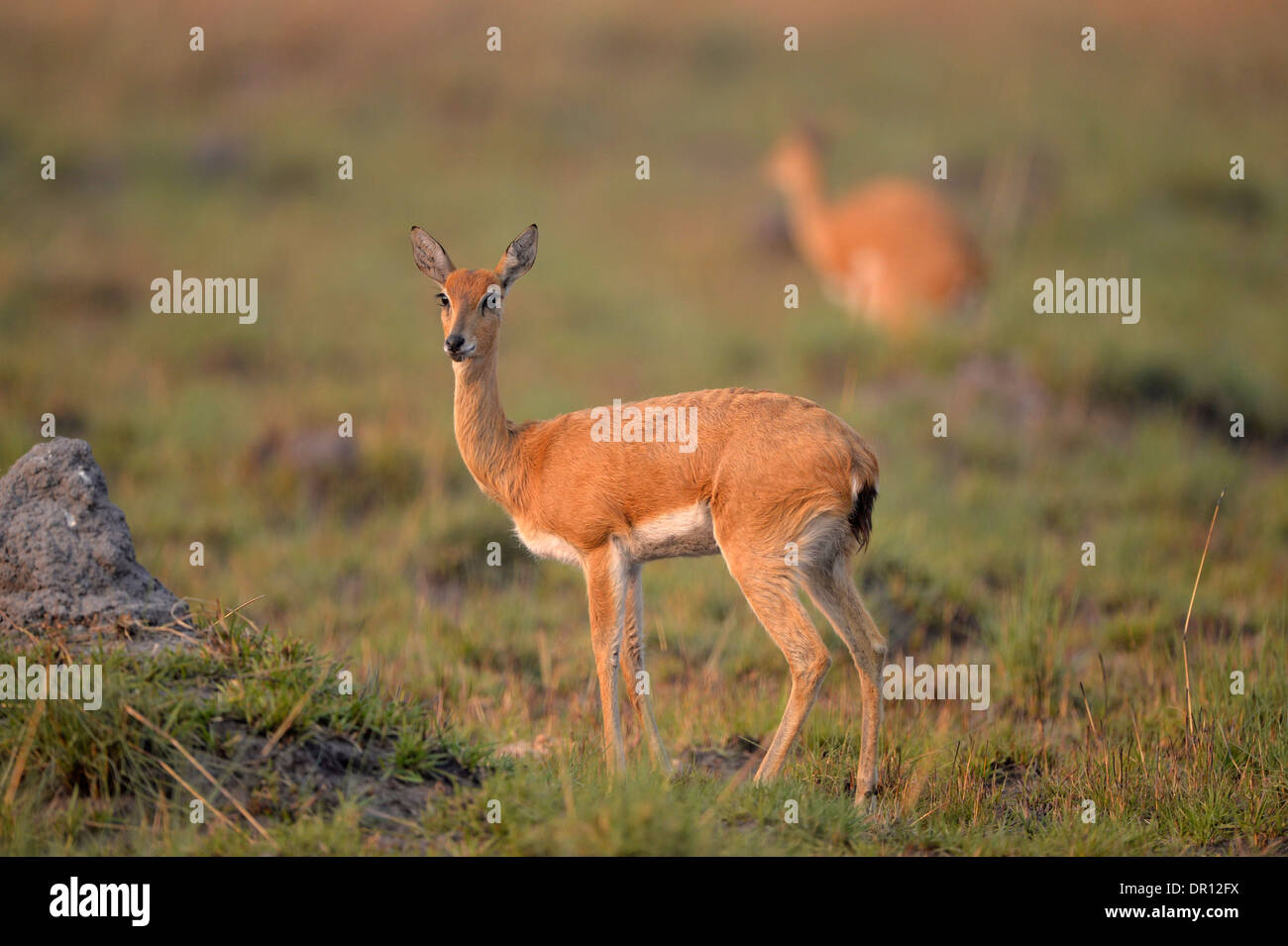 Oribi (Ourebia ourebi) female standing up, Kafue National Park, Zambia ...