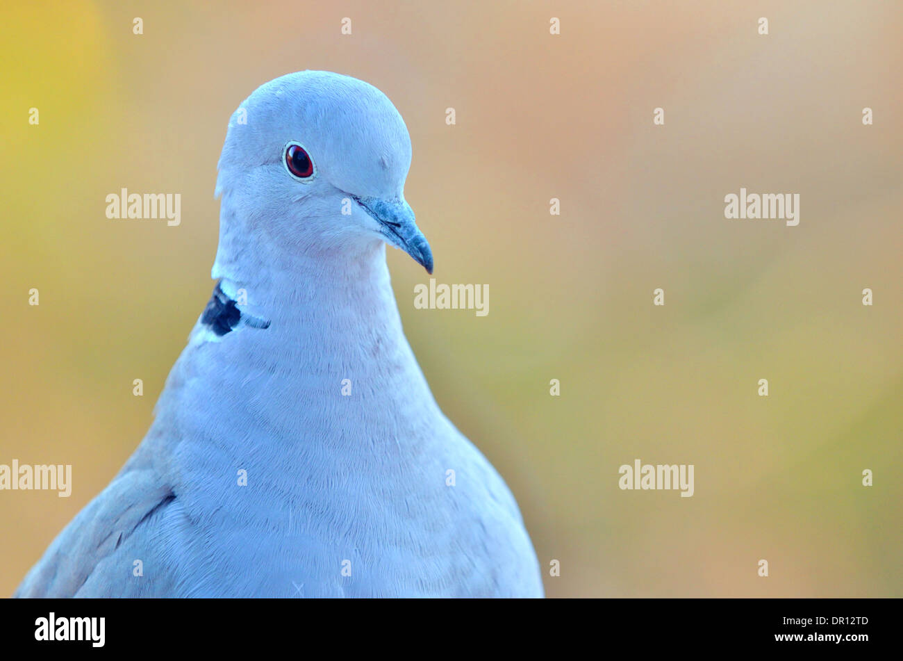 macro pigeon shoot in natural background Stock Photo - Alamy