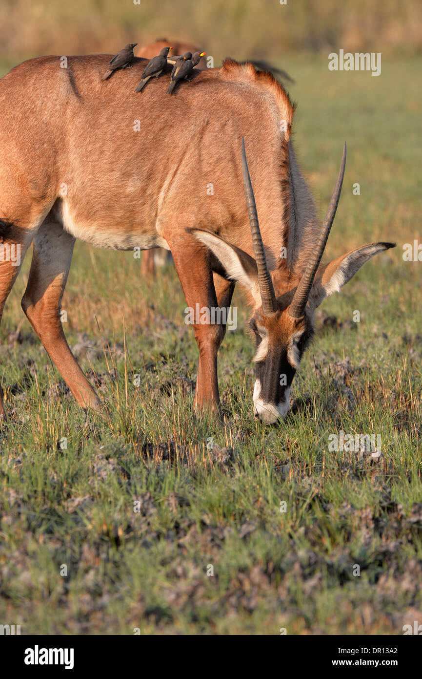 Roan Antelope (Hippotragus equinus) feeding on grassy plain, Kafue ...