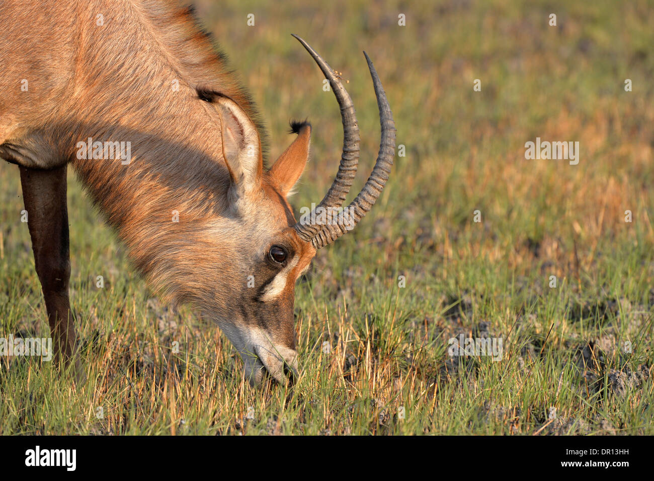 Roan Antelope (Hippotragus equinus) feeding on grassy plain, Kafue ...