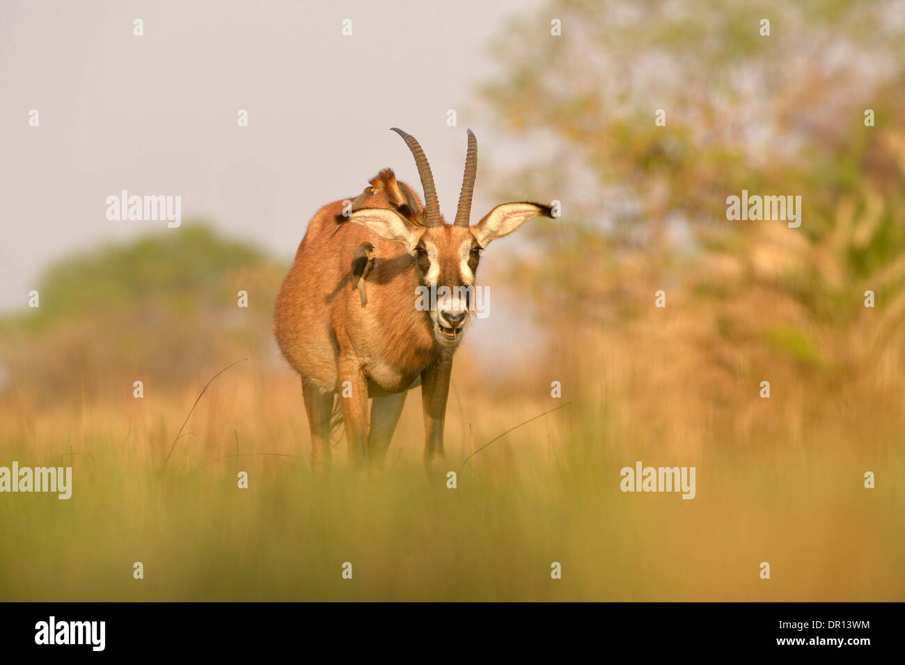 Roan Antelope (Hippotragus equinus) feeding on grassy plain, Kafue ...