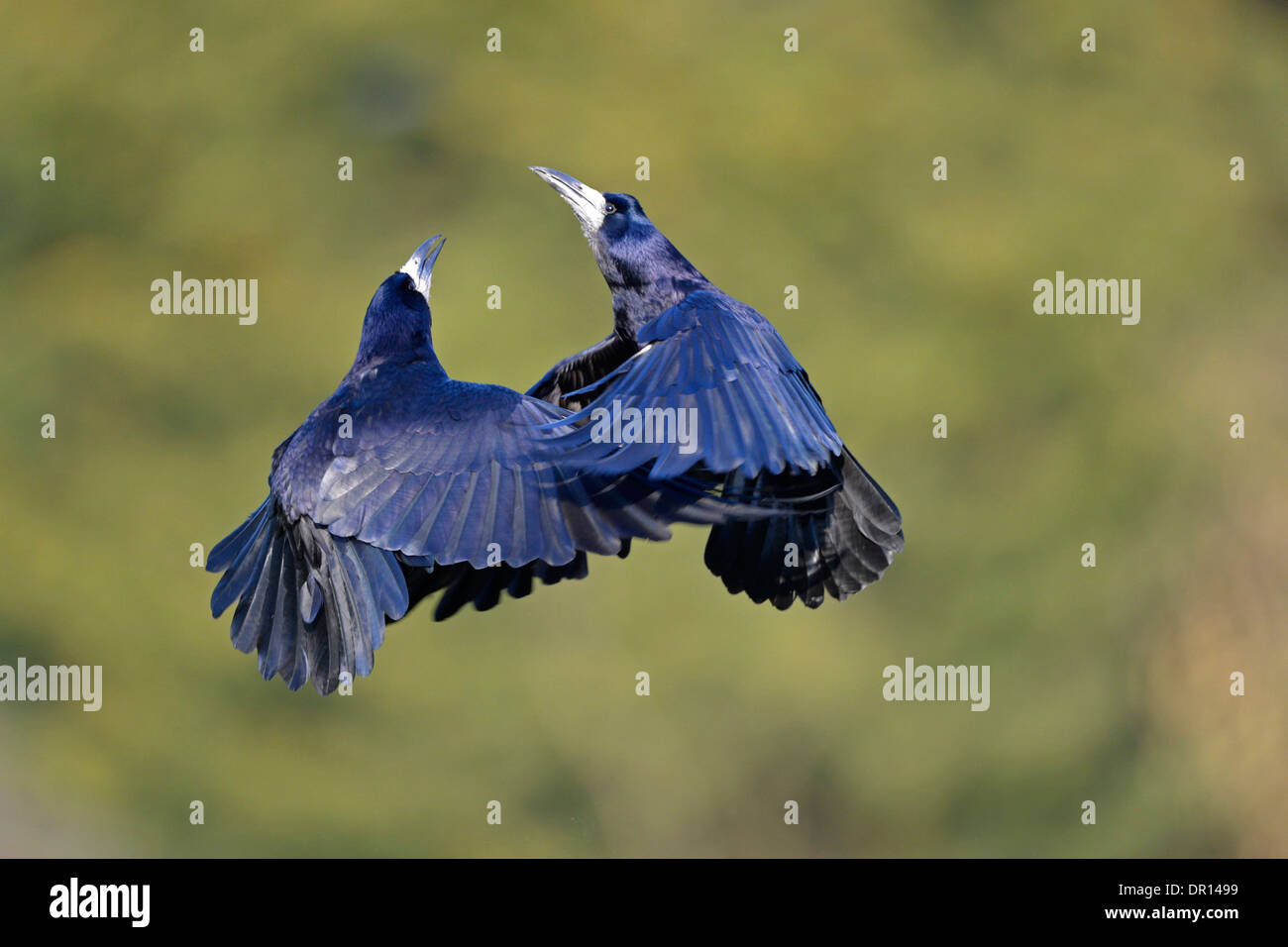 Rook (Corvus frugilegus) two birds fighting in mid-air, Oxfordshire ...