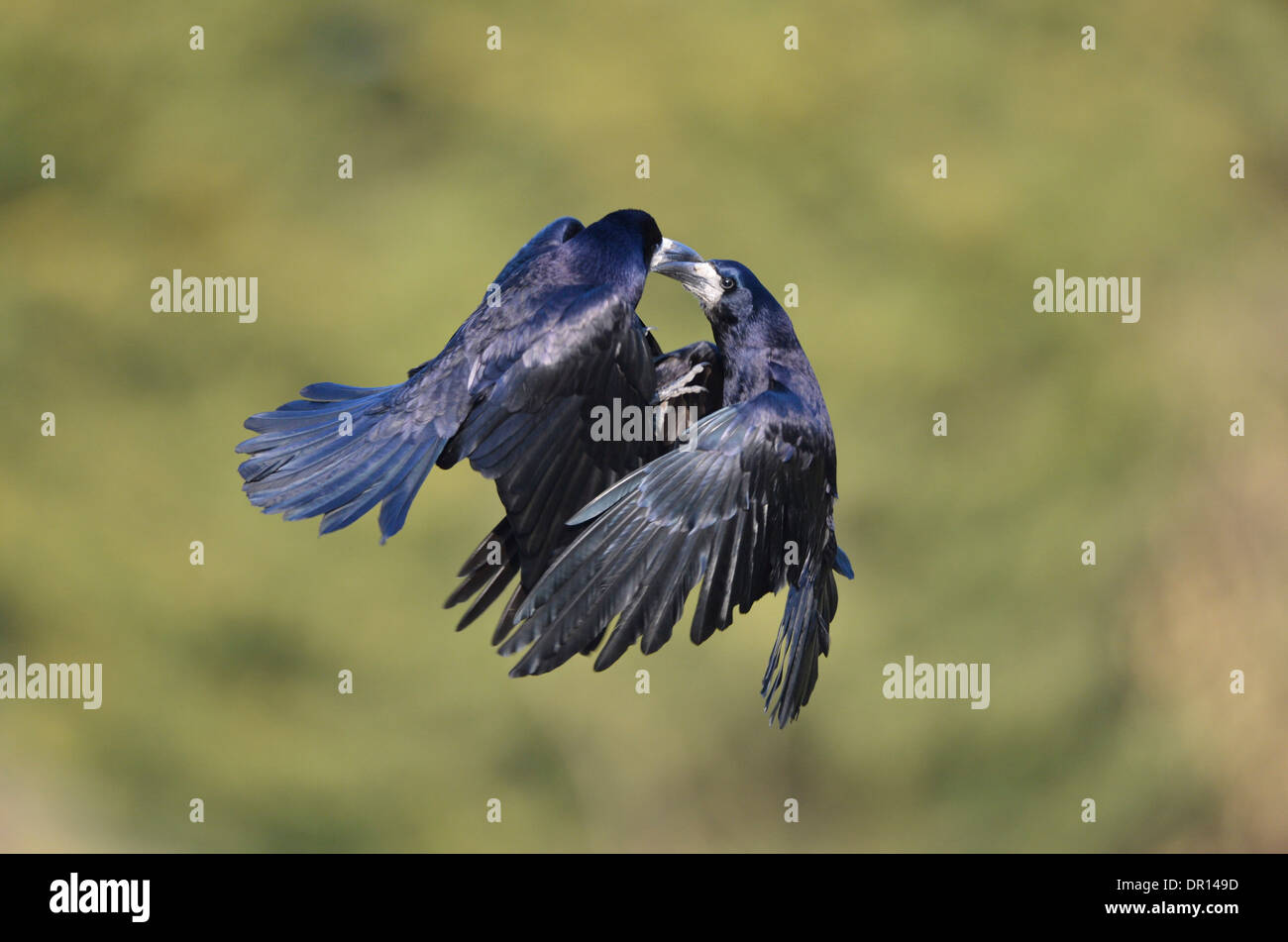 Rook (Corvus frugilegus) two birds fighting in mid-air, Oxfordshire ...