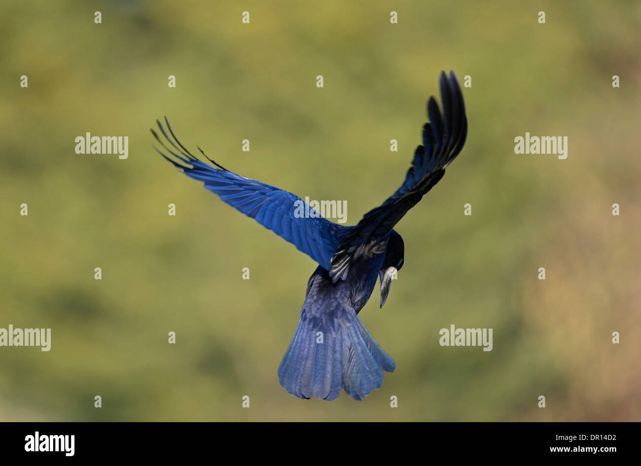Rook flying hi-res stock photography and images - Alamy