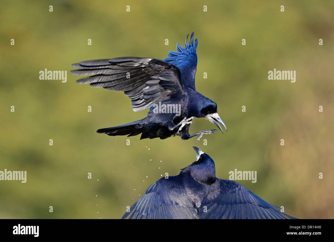 Rook (Corvus frugilegus) two birds fighting over food, Oxfordshire ...