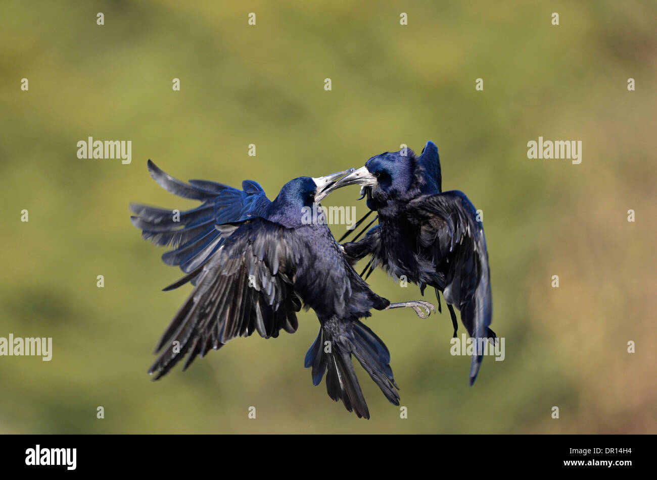 Rook (Corvus frugilegus) two birds fighting in mid-air, Oxfordshire ...