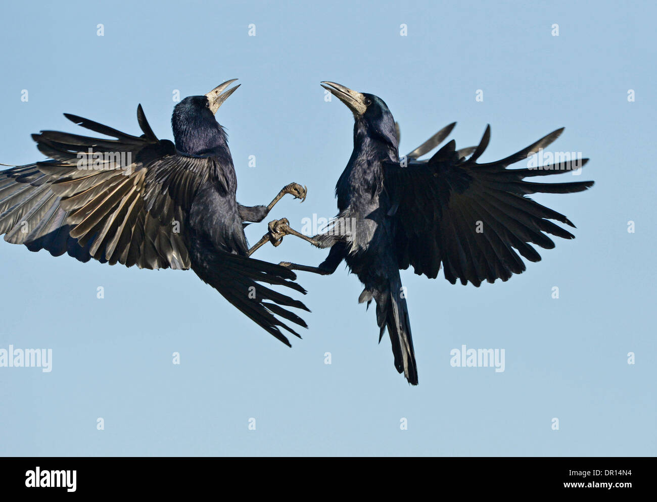 Rook (Corvus frugilegus) two birds fighting in mid-air, feet locked ...