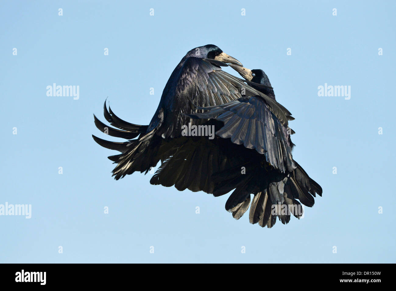 Rook (Corvus frugilegus) two birds fighting in mid-air, Oxfordshire ...