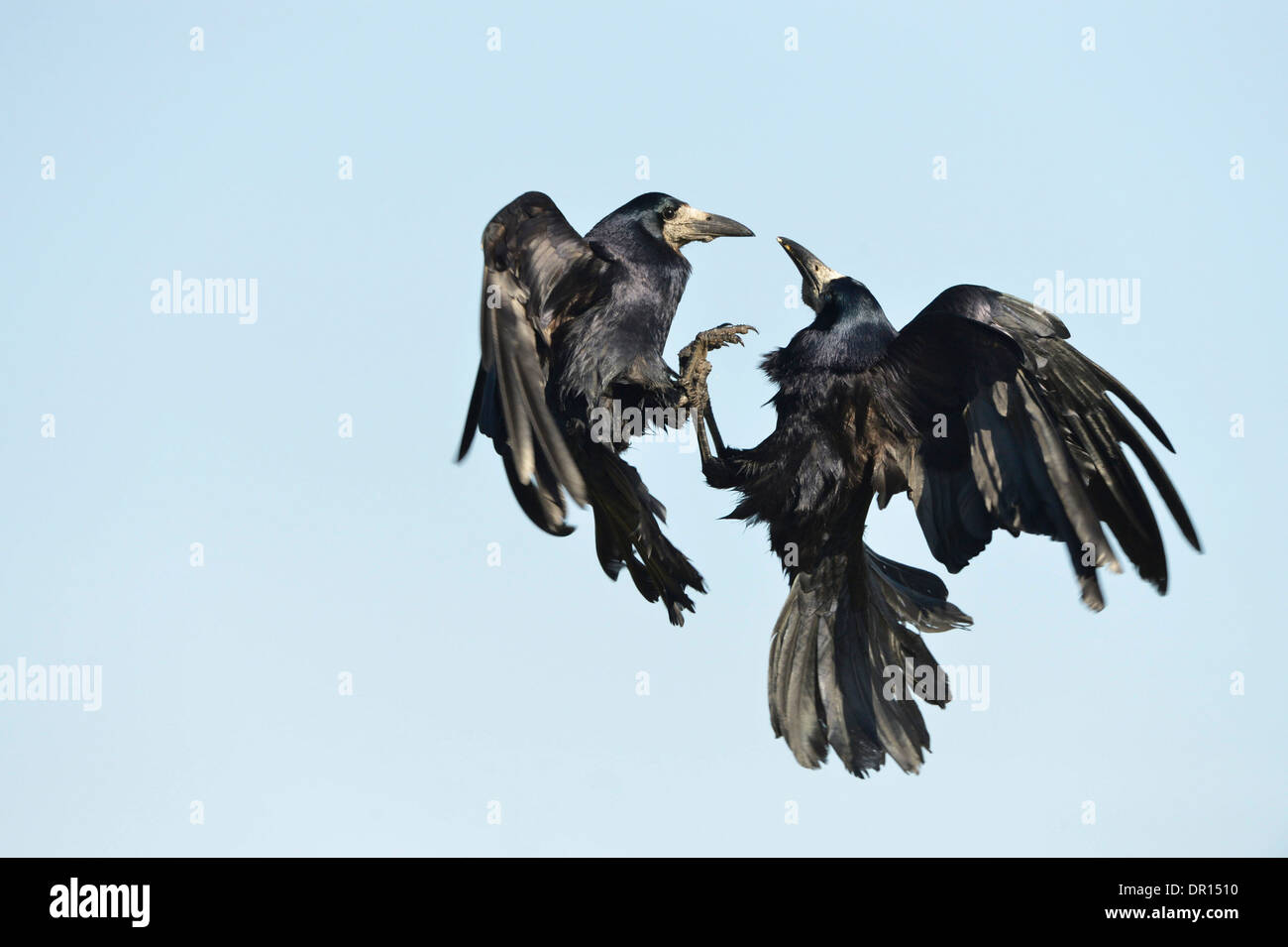 Rook (Corvus frugilegus) two birds fighting in mid-air, Oxfordshire ...