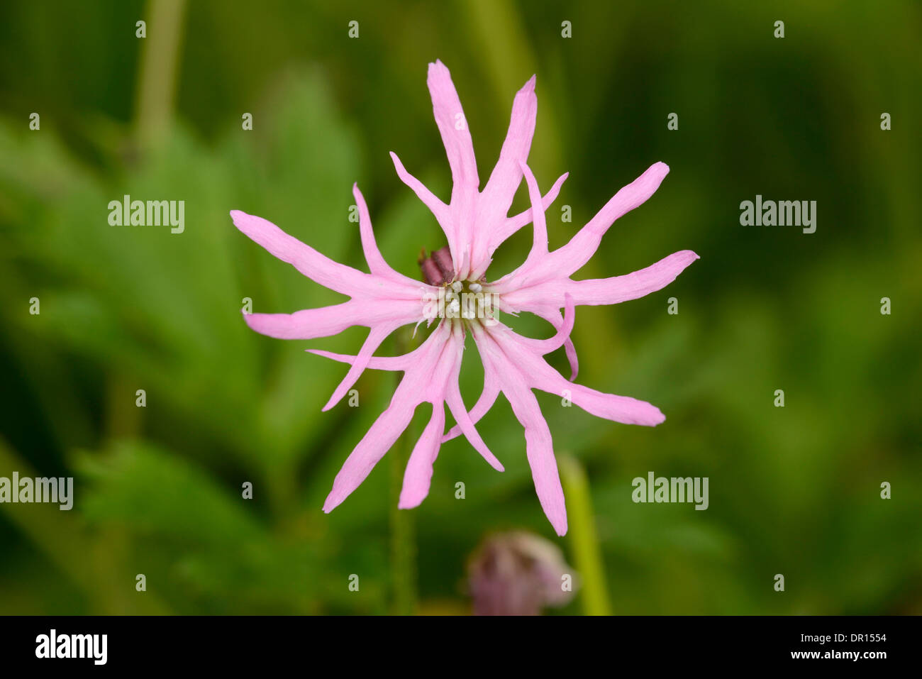 Ragged-Robin (Lychnis flos-cuculi) close-up of pink flower, Oxfordshire ...