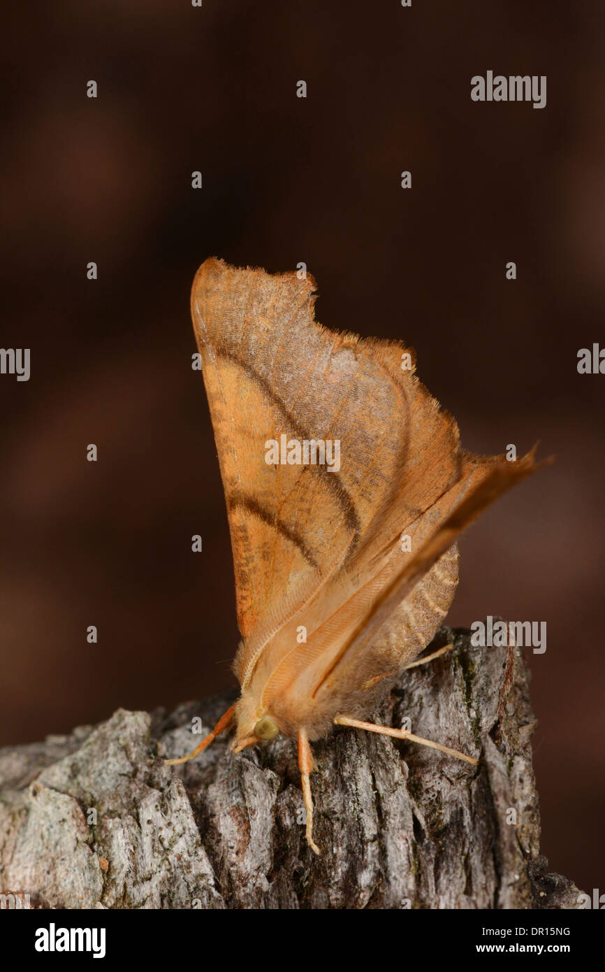 Feathered Thorn Moth (Colotois pennaria) adult resting on tree stump ...