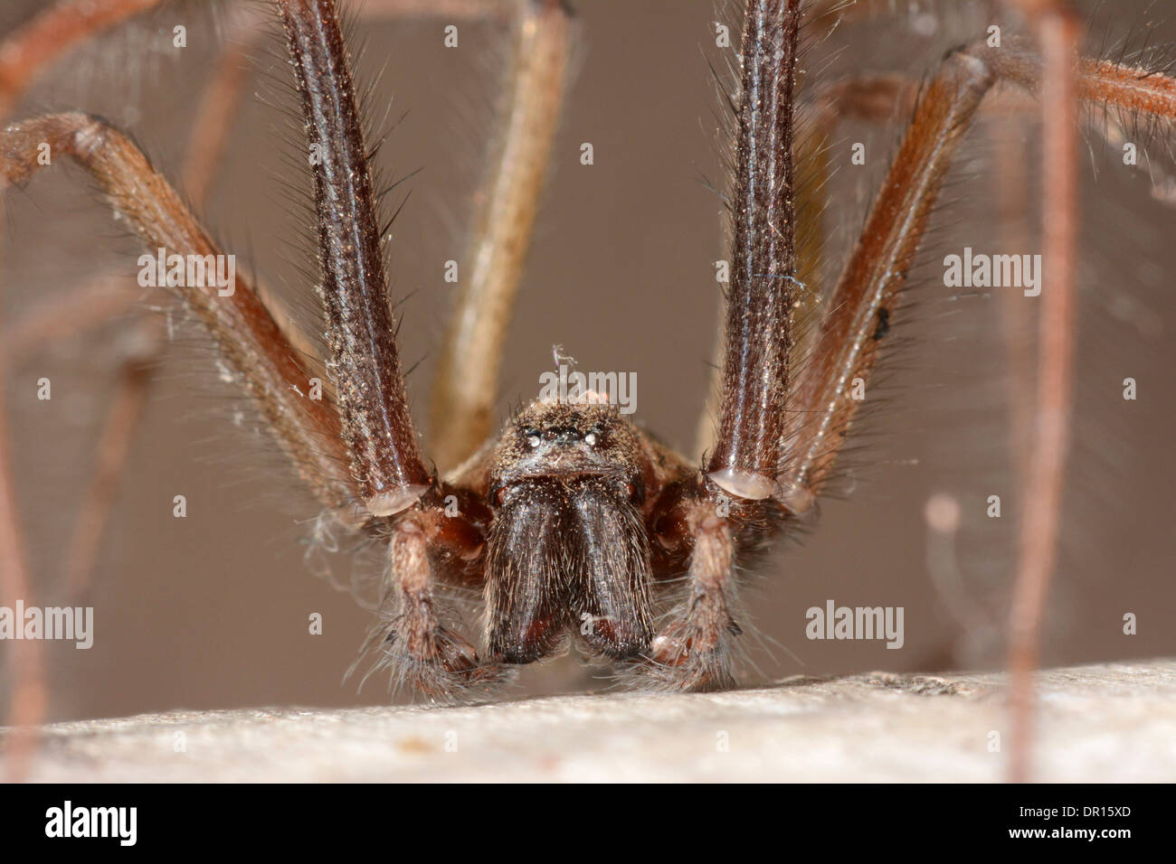 Opiliones High Resolution Stock Photography and Images - Alamy