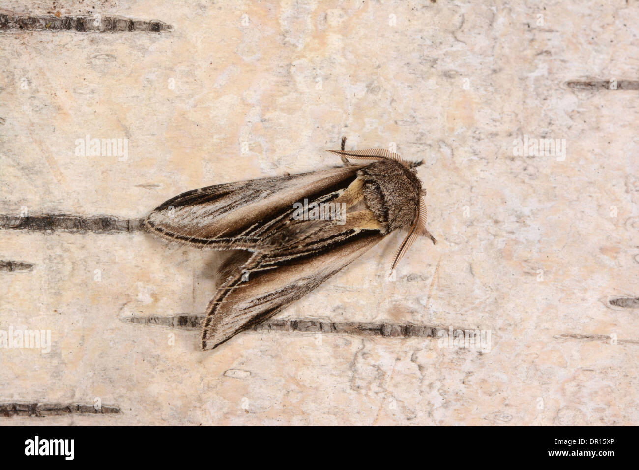 Prominent moth hi-res stock photography and images - Alamy