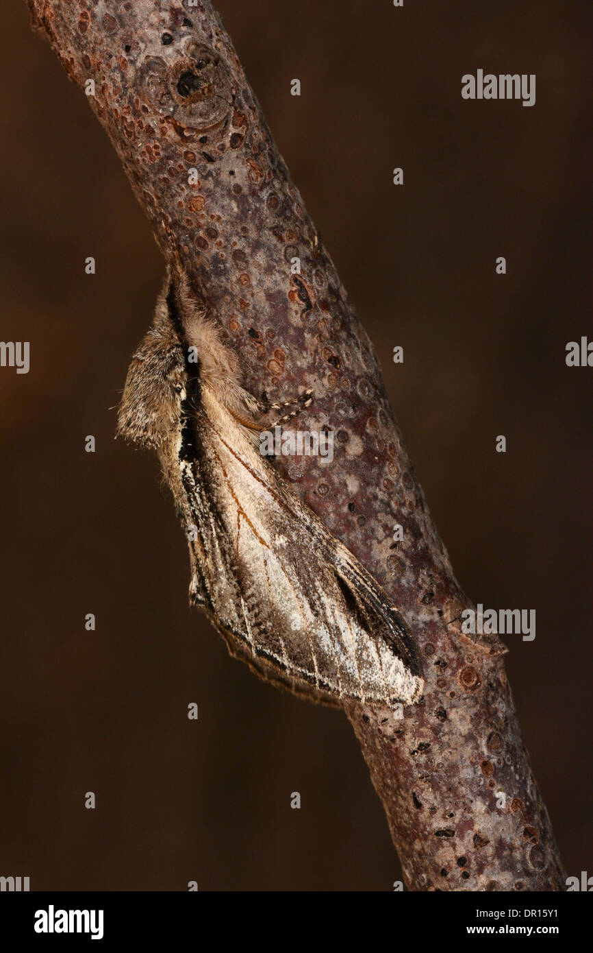 Prominent moth hi-res stock photography and images - Alamy