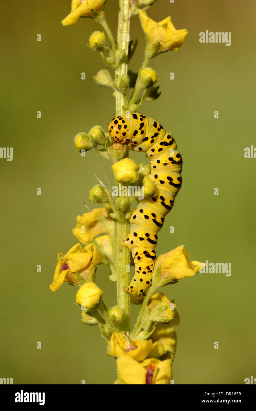 Striped Lychnis Moth (Shargacucullia lychnitis) larvae feeding on ...