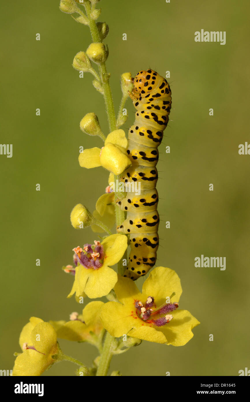 Lychnis moth hi-res stock photography and images - Alamy
