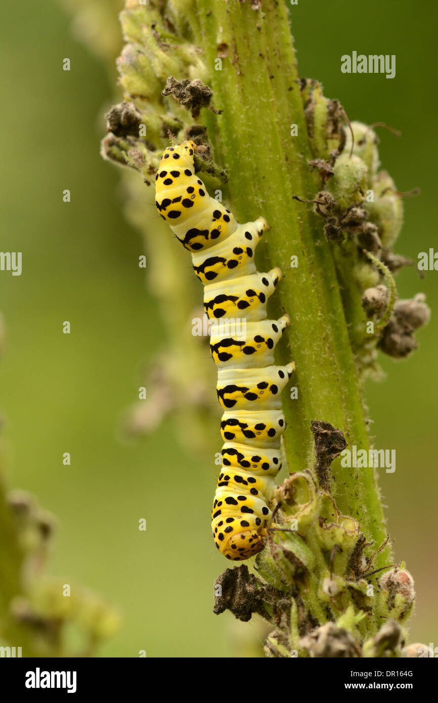 Striped Lychnis Moth (Shargacucullia lychnitis) larvae feeding on ...