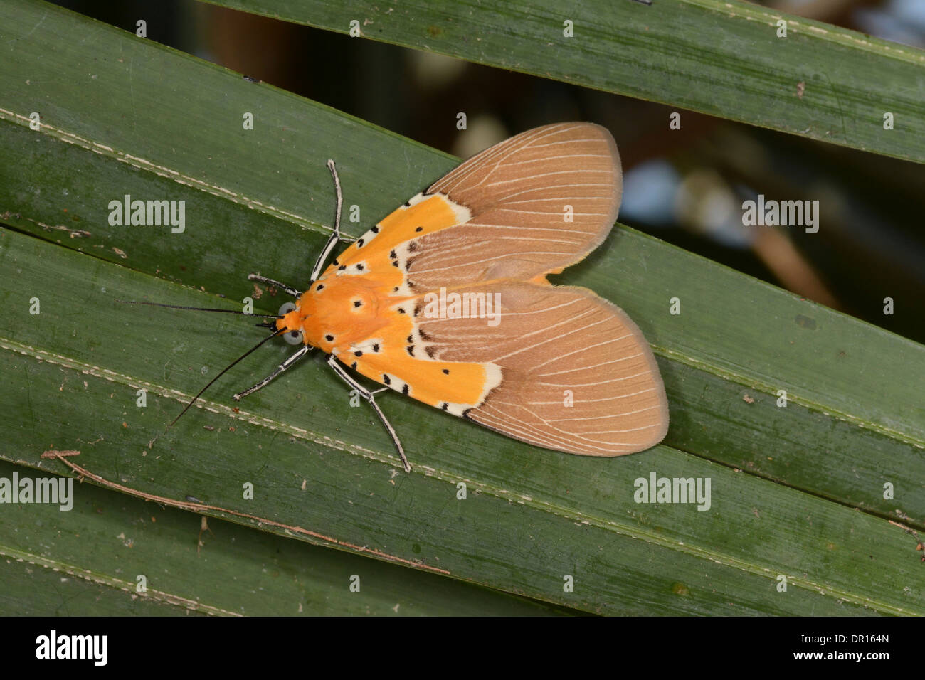 Specious Tiger Moth (Asota speciosa) adult moth resting on leaf, Kafue ...