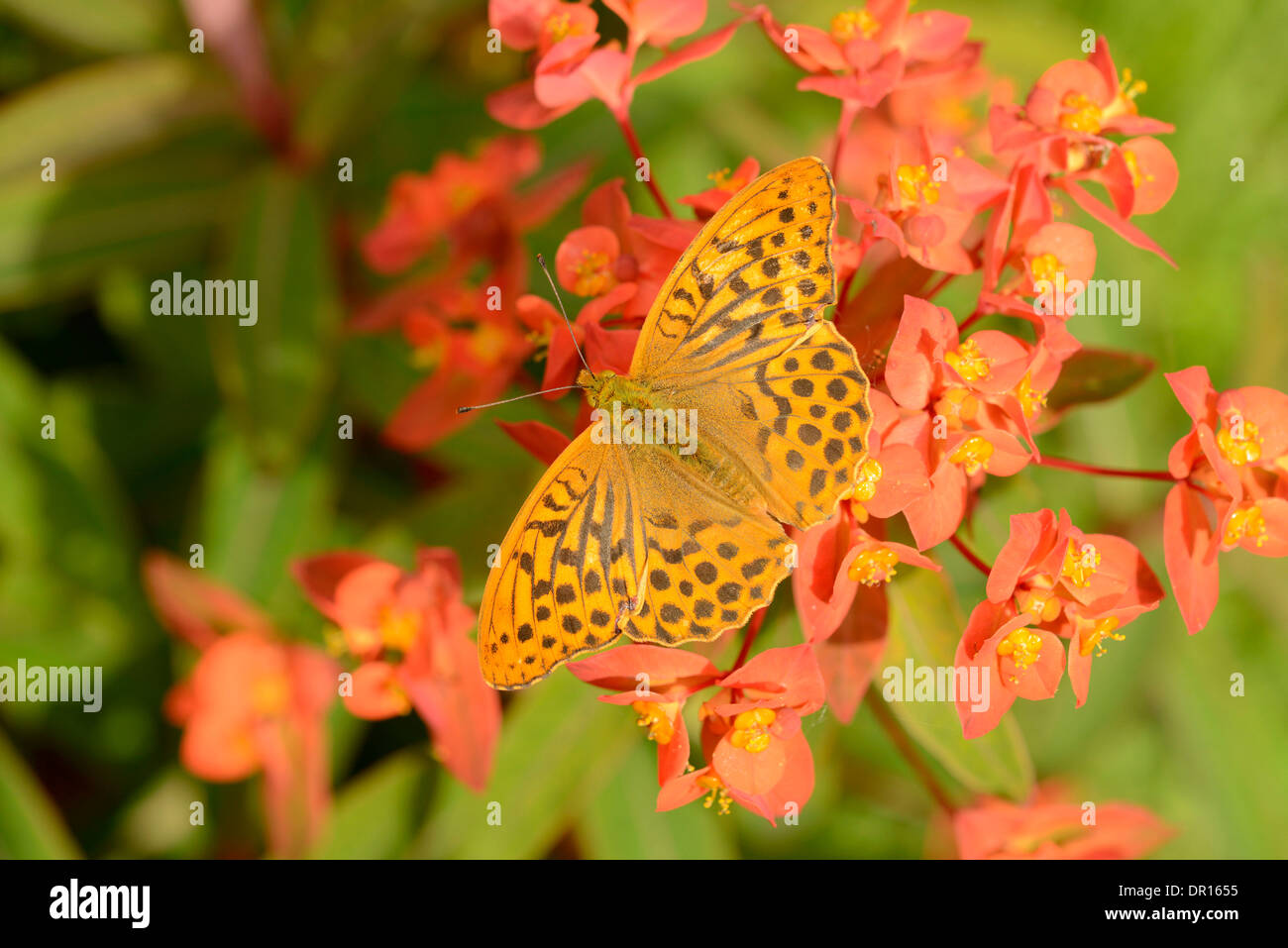 Silver washed fritillary hi-res stock photography and images - Alamy