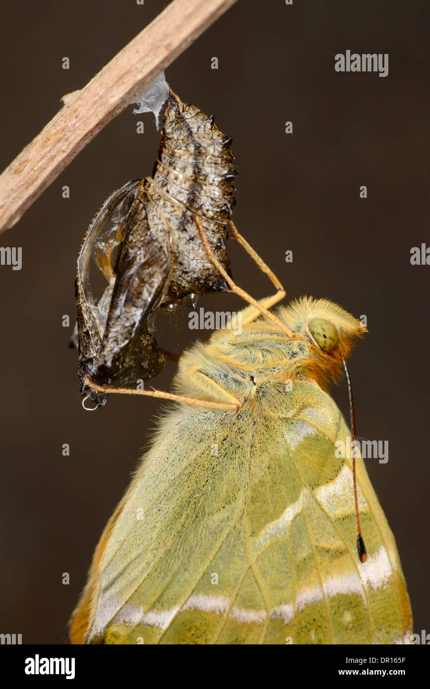 Emerge butterfly hi-res stock photography and images - Alamy