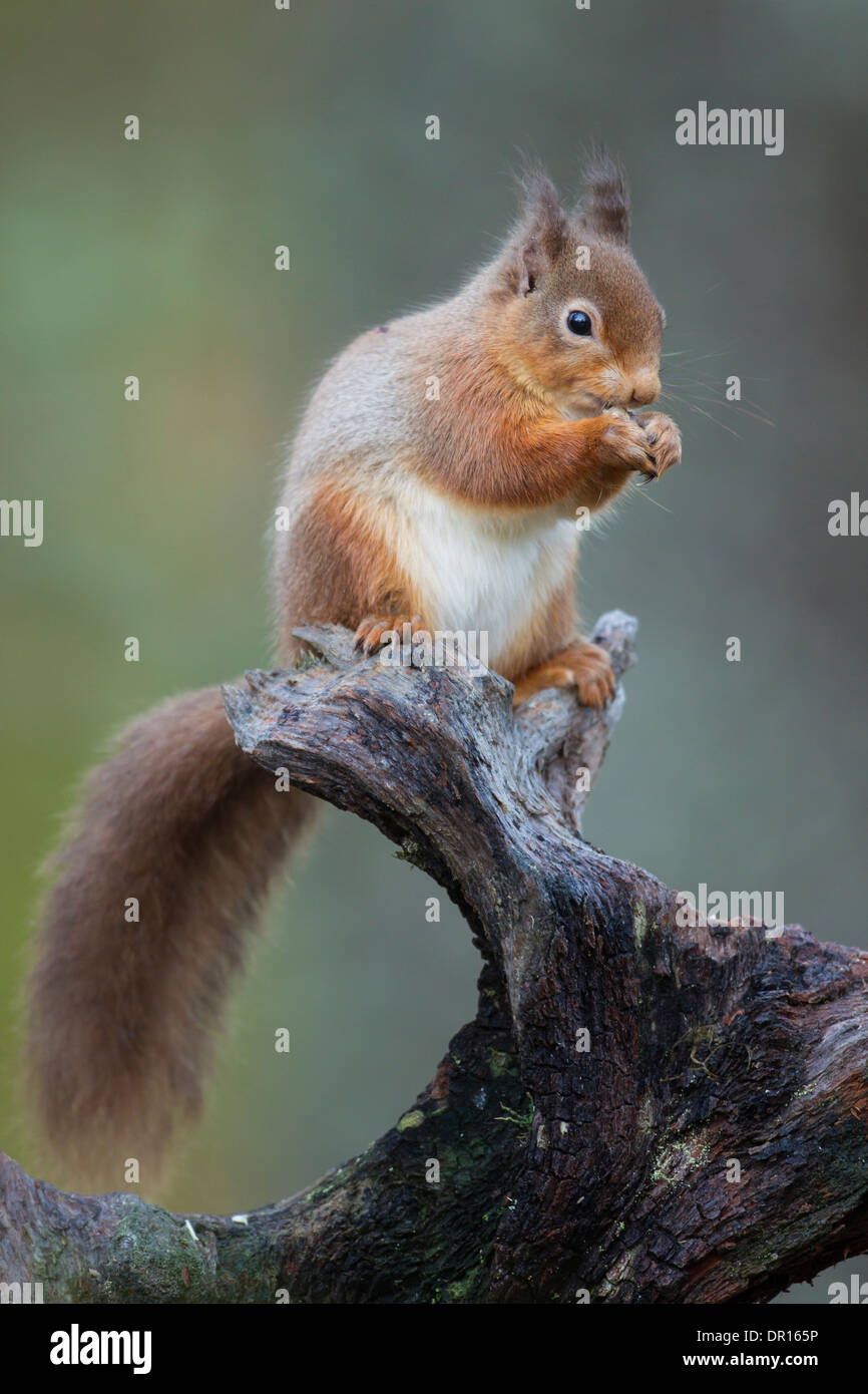 Red Squirrel (Sciurus vulgaris) - UK Stock Photo - Alamy
