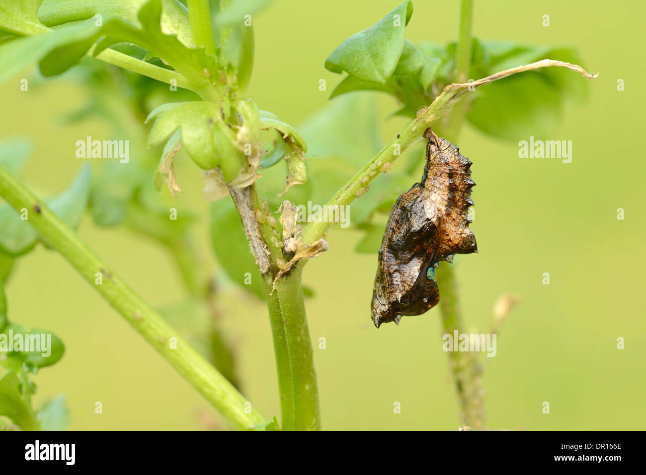 Silver-washed Fritillary Butterfly (Argynnis paphia) pupa hanging from ...