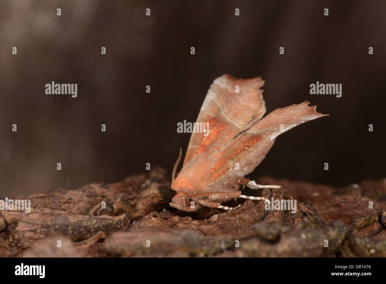 The Herald Moth (Scoliopteryx libatrix) adult at rest on bark, in ...