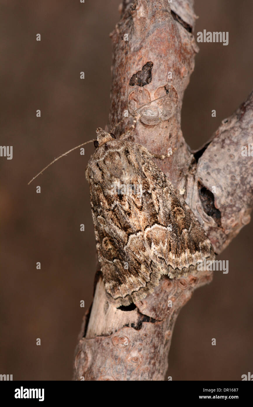 Tawny Shears Moth (Hadena perplexa) adult at rest on twig, Oxfordshire ...
