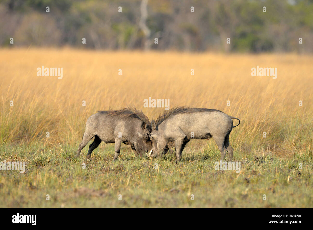 Common Warthog (Phacochoerus africanus) two males fighting, Kafue ...